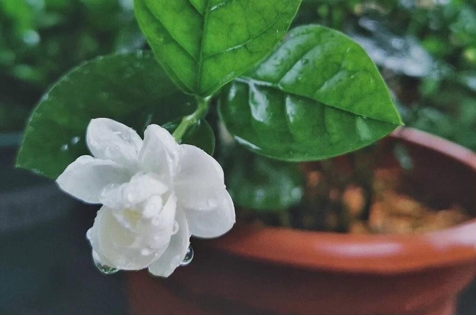 Jasmine Fragrant flower seeds 13 seeds | eBay