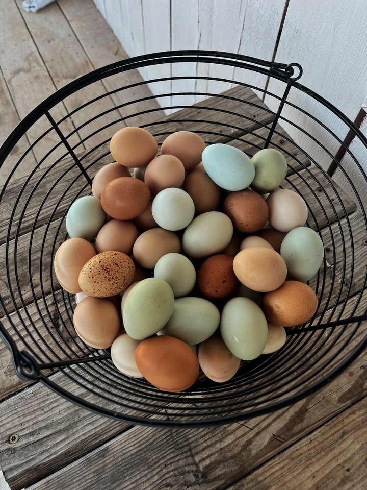Dozen Rainbow Hatching Eggs, Maran Crosses, Olive eggers, Americauna | eBay
