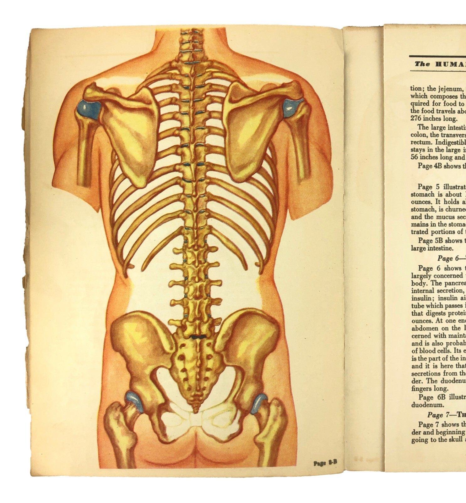 Vtg Humanoscope of Human Body Fishbein Cut-Out Edition Guts on Flaps in ...