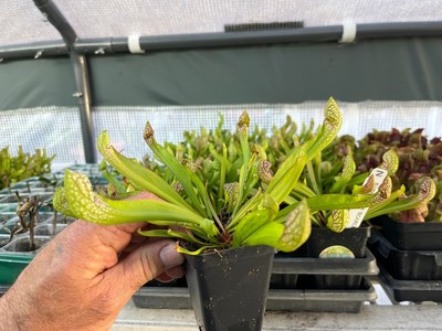 Scarlet Bell Pitcher Plant – Sarracenia Scarlet Bell – Carnivorous ...