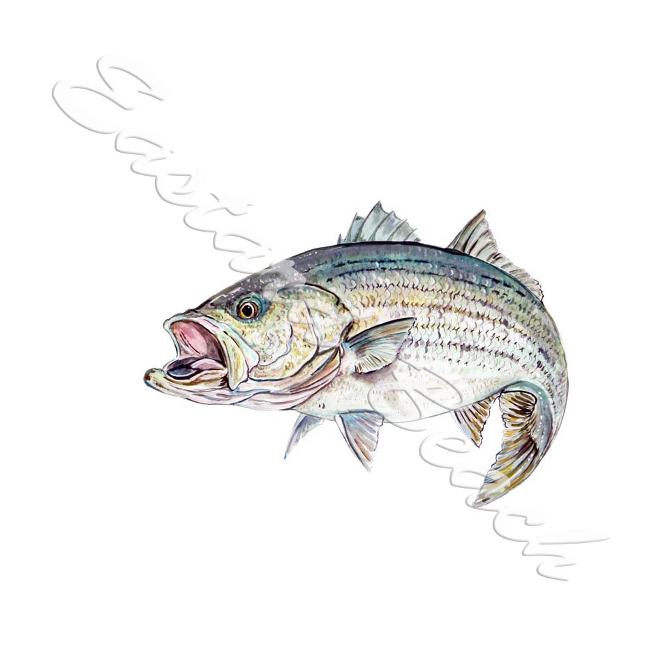 Striped Bass Drawing