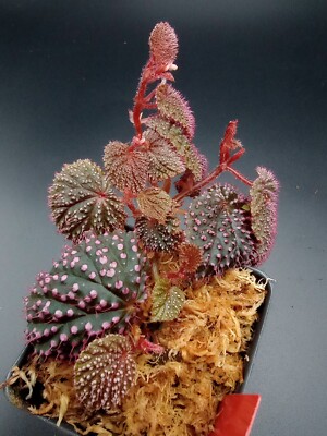 Begonia Baik x Begonia Ocellata hybrid, FULLY ROOTED/ EXACT PLANT, w ...