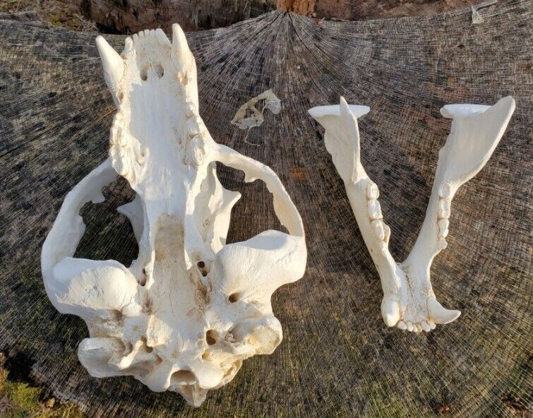 Huge black beast skull taxidermy plastic cast REPLICA | eBay