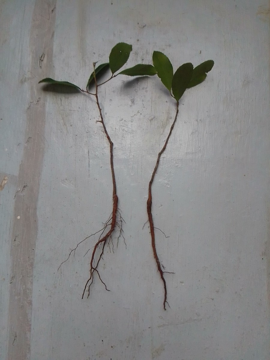 Quercus Virginiana Seedlings