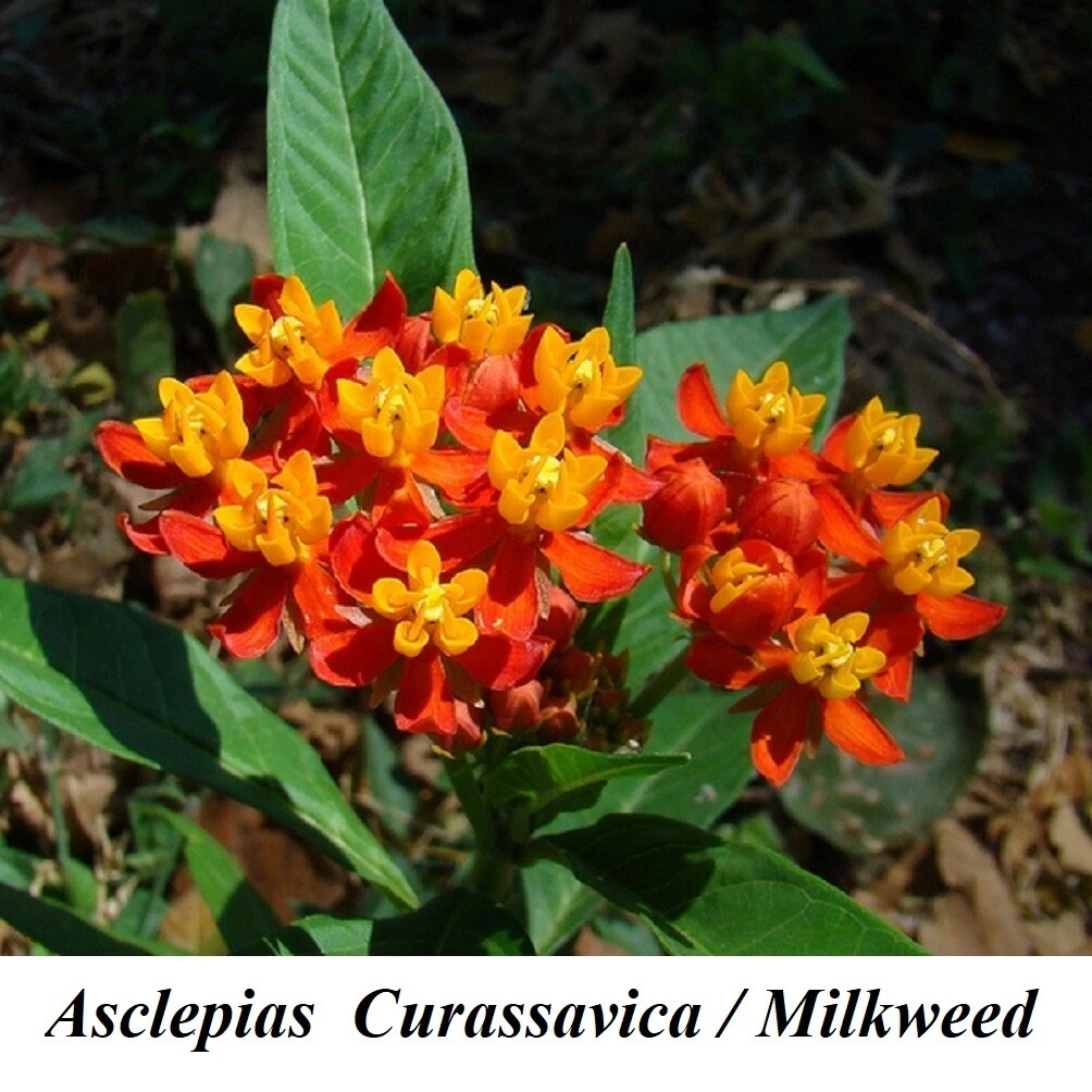 Asclepias Curassavica Red