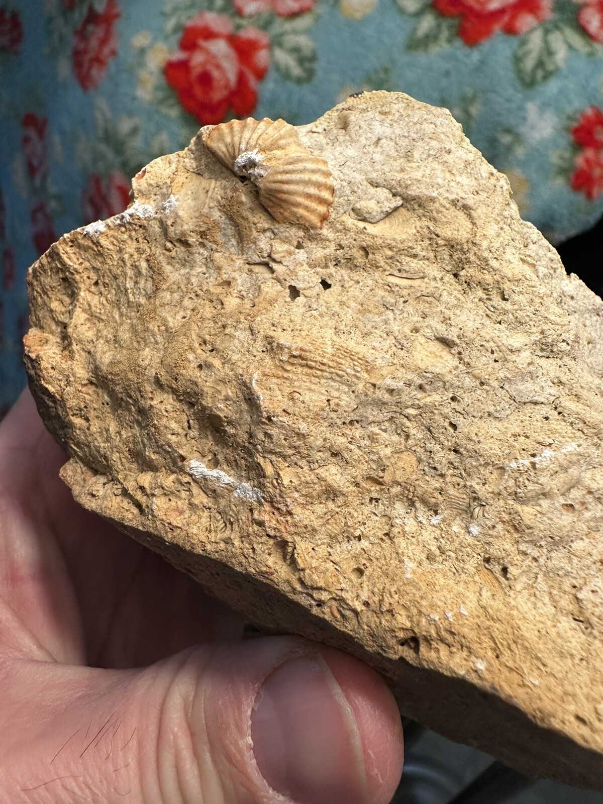 300-400 million year old fossil from Kentucky sea bed shells and sponge ...