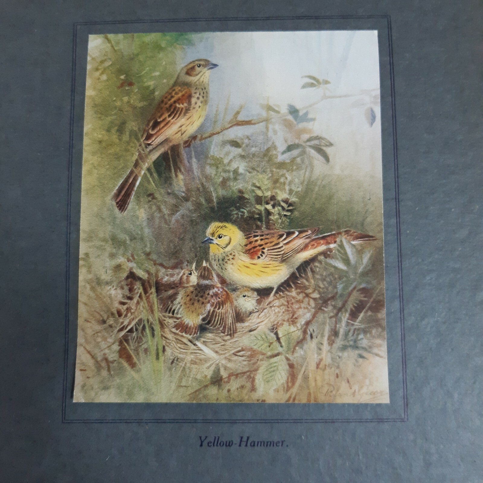 Vintage Mounted Roland Green Bird Pictures Woodcock Shelduck Linnet ...