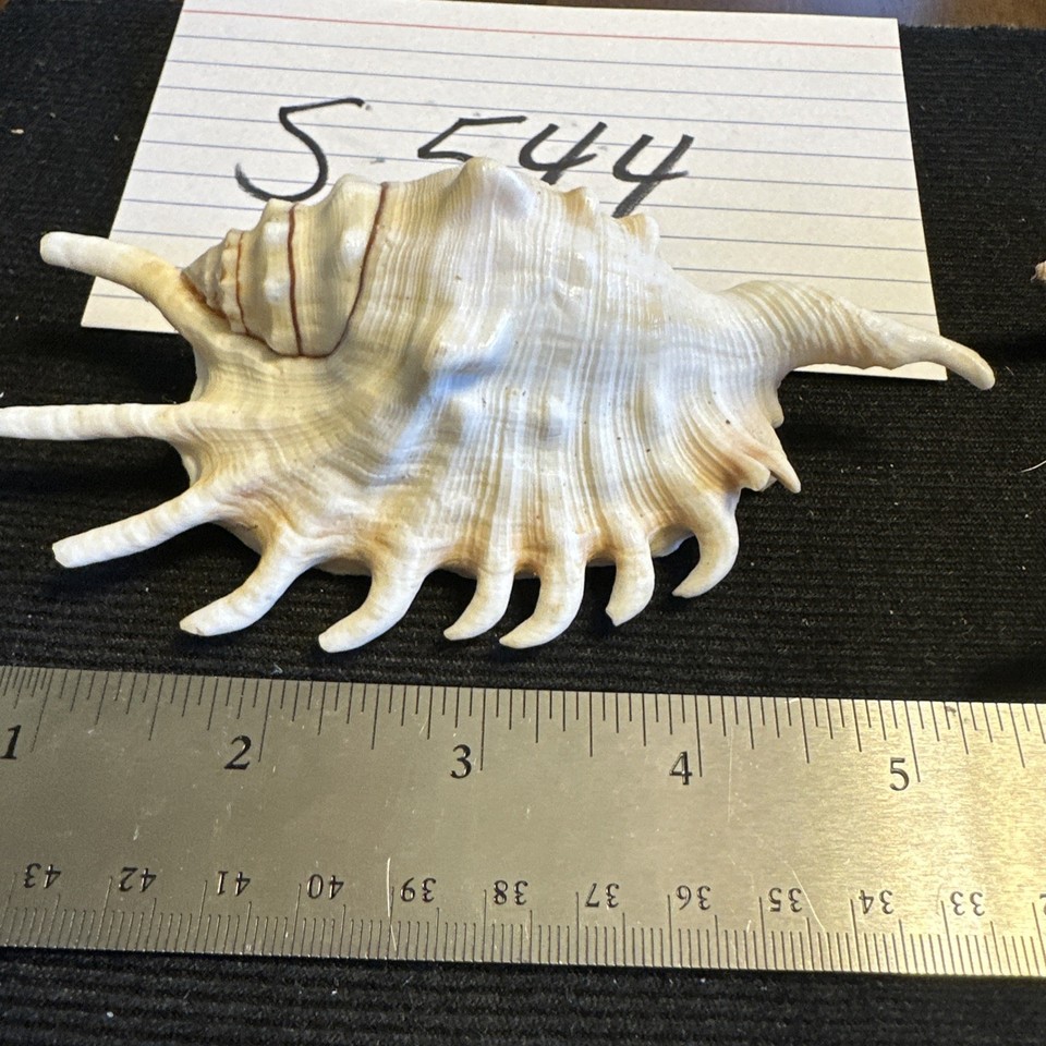 Spider Conchs Lot 4 Mixed Types, Colors, Sizes (S544) | eBay