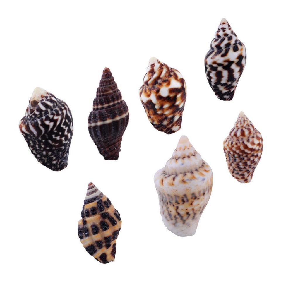 100pcs Assorted Small Sea Shells Natural Seashells Conch Crafts ...