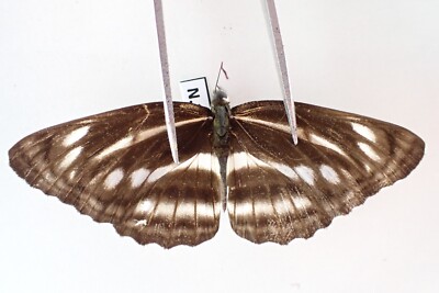 N19566. Unmounted butterflies: Nymphalidae sp. Vietnam. Ha Giang( Moldy) | eBay