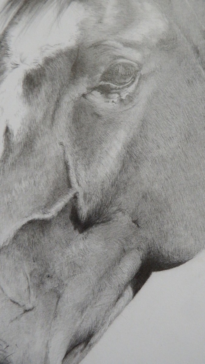 Amazingly Realistic Horse Eye Drawings K J Pet And Animal Artist