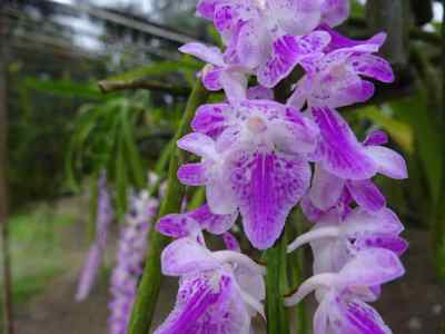 Aerides Multiflora Orchid Species Plant + PHYTO certificate | eBay