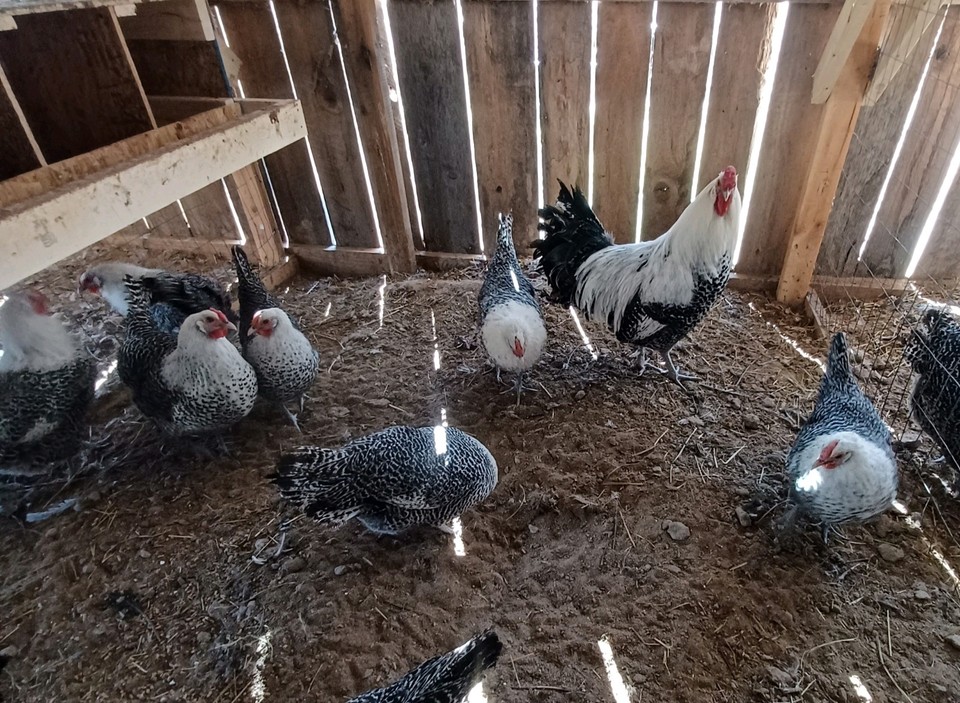 Rare silver deathlayer hatching eggs 10++ | eBay