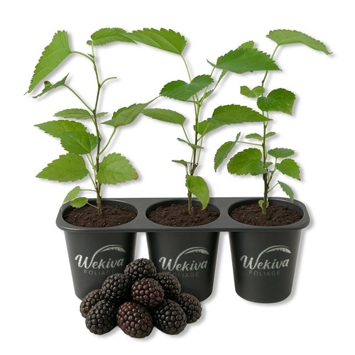Dwarf Everbearing Mulberry Tree - 3 Live Starter Plants - Morus | eBay