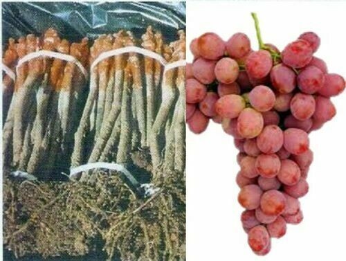 2x two vines rootstock grafted RED GLOBE table grape vines | eBay