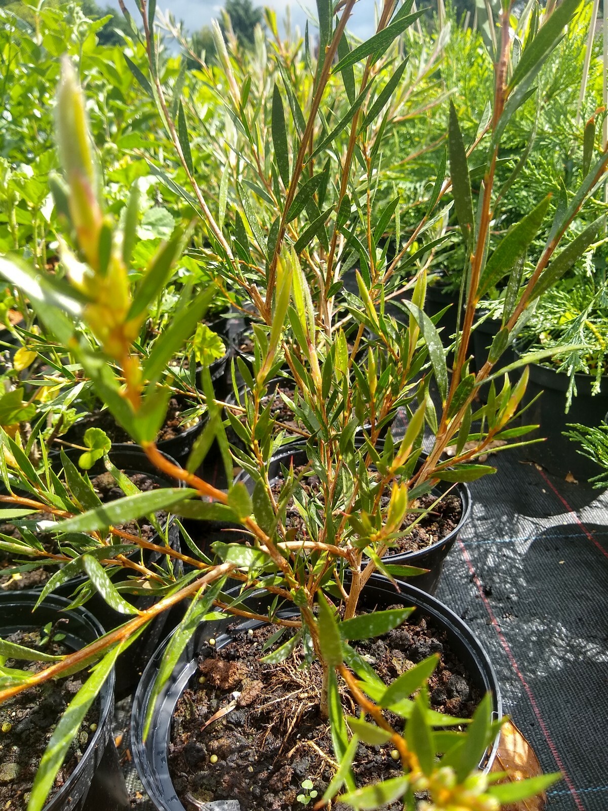 CALLISTEMON PLANT EVERGREEN SHRUB BOTTLEBRUSH RED FLOWERS 2LT POT HARDY ...