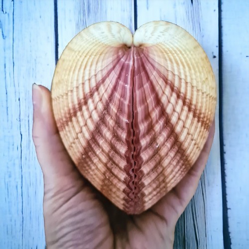 Giant Heart Clam Seashell Rarely Available Cardium Pseudolima Love ...