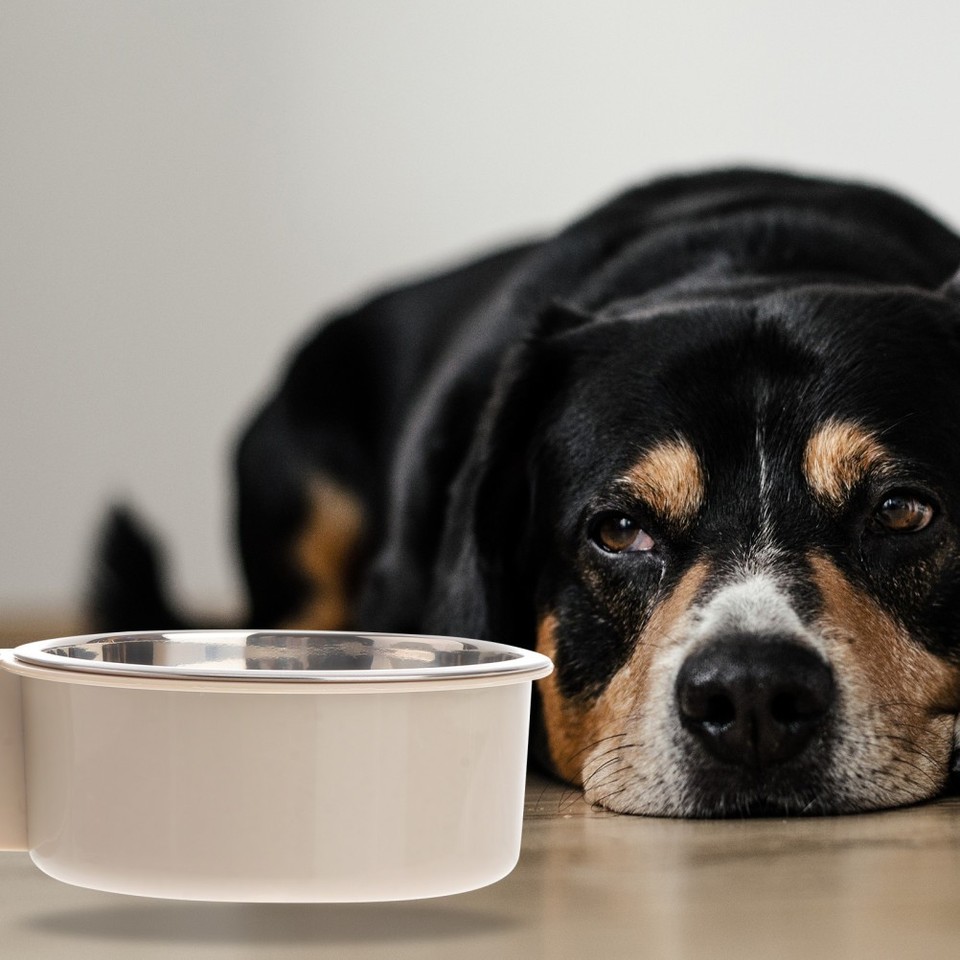 Pet Bowl Hanging Design Stainless Steel Dog Feeder Grey Color | eBay ...
