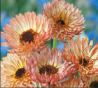 Calendula SUNSET BUFF Pink Double Blooms Bi-Colored Heirloom Non-GMO 50 ...