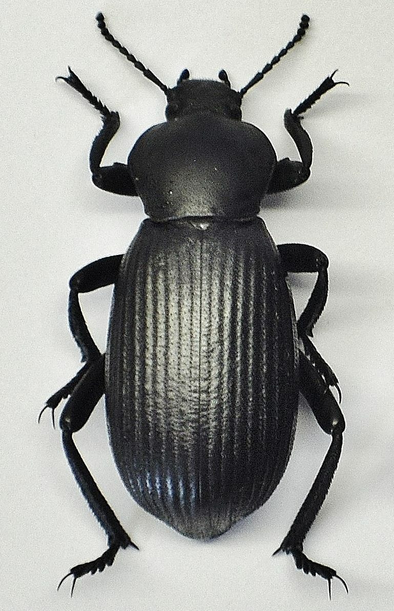 Tenebrionidae
