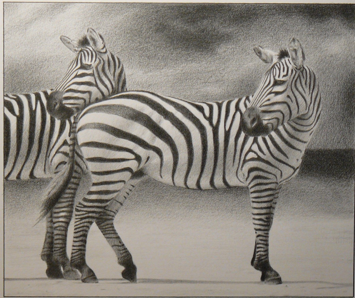 Zebra Drawing