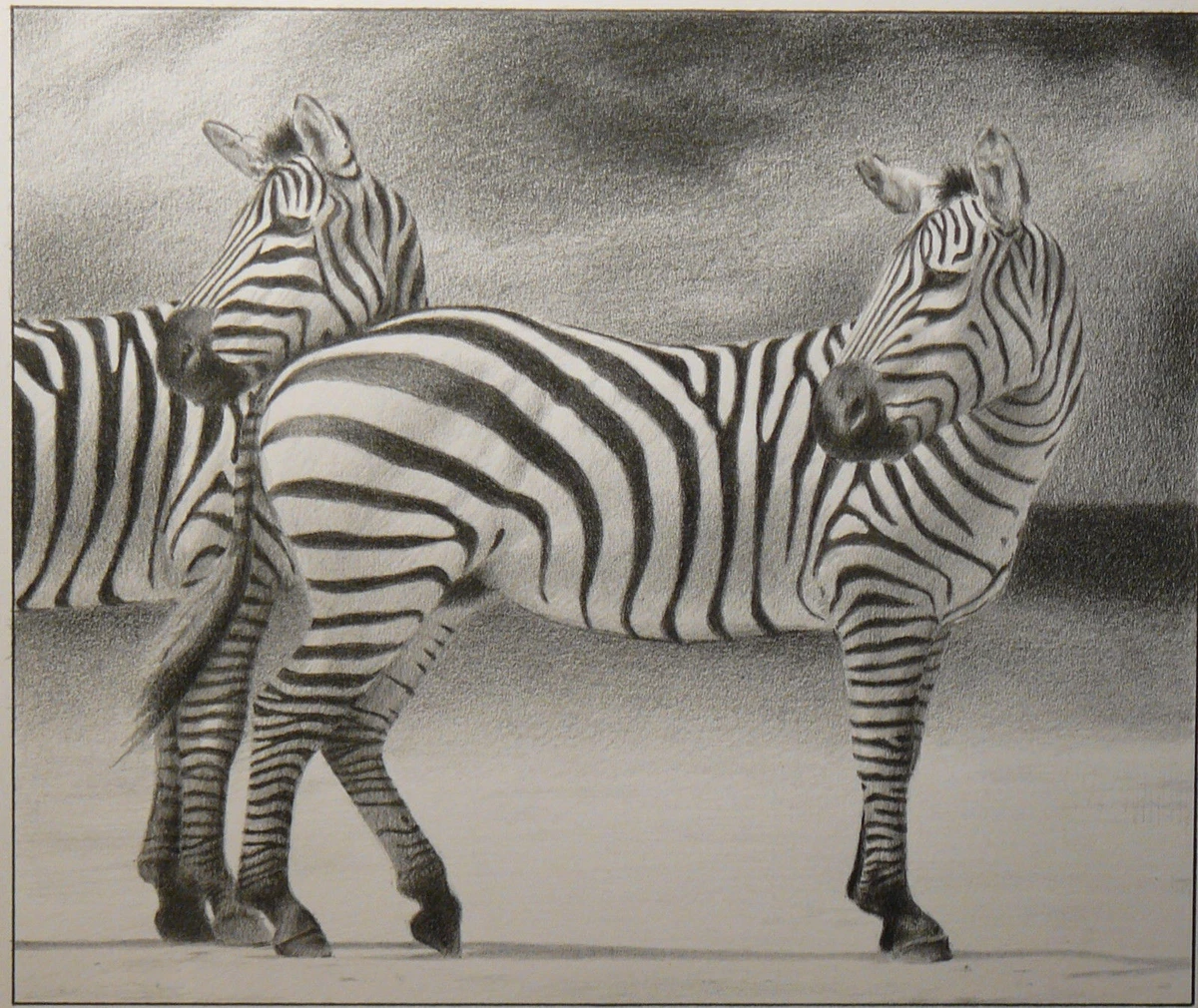 Zebra Pencil Drawing