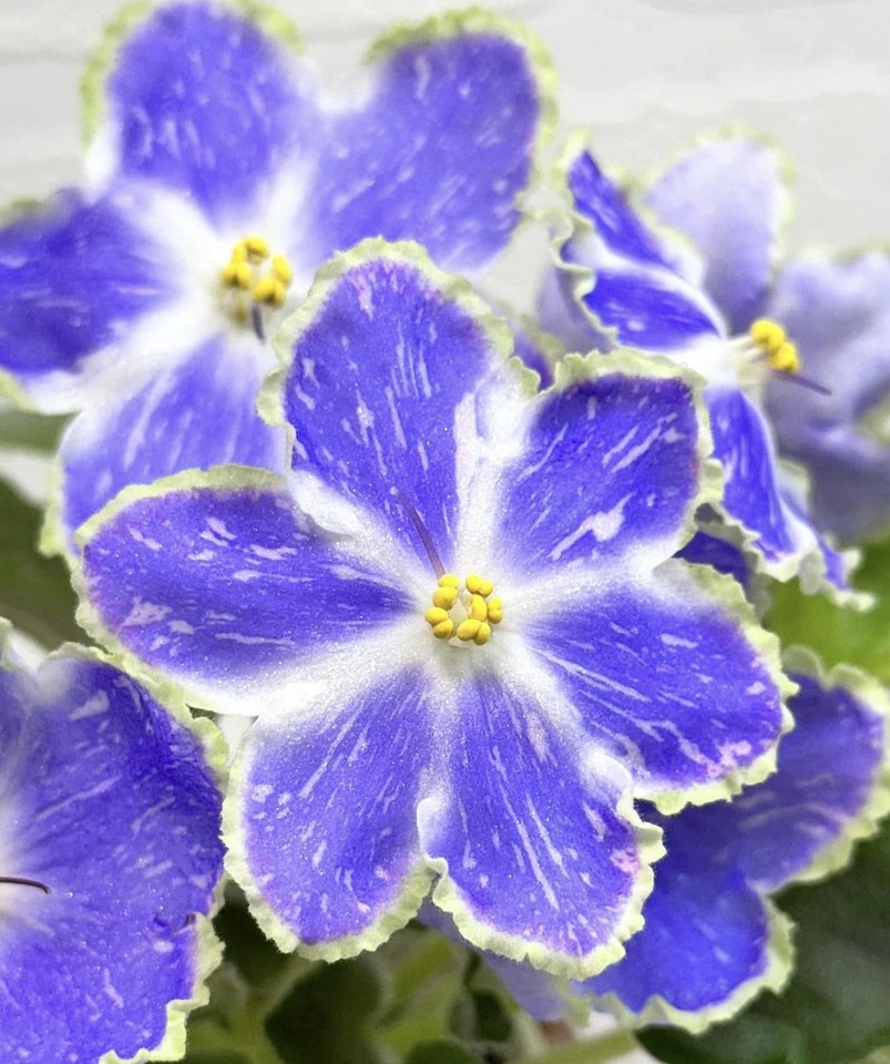 African Violet plant. F- Kuznechik. F- Grasshopper . Blooming Plant ...