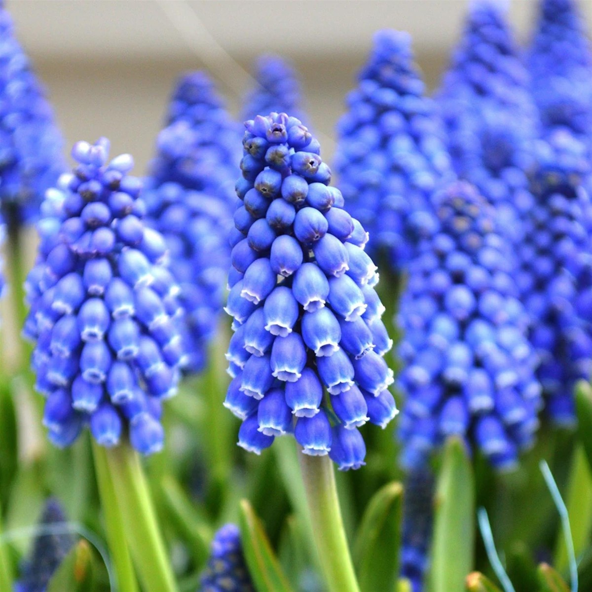 Grape Hyacinth Quotes