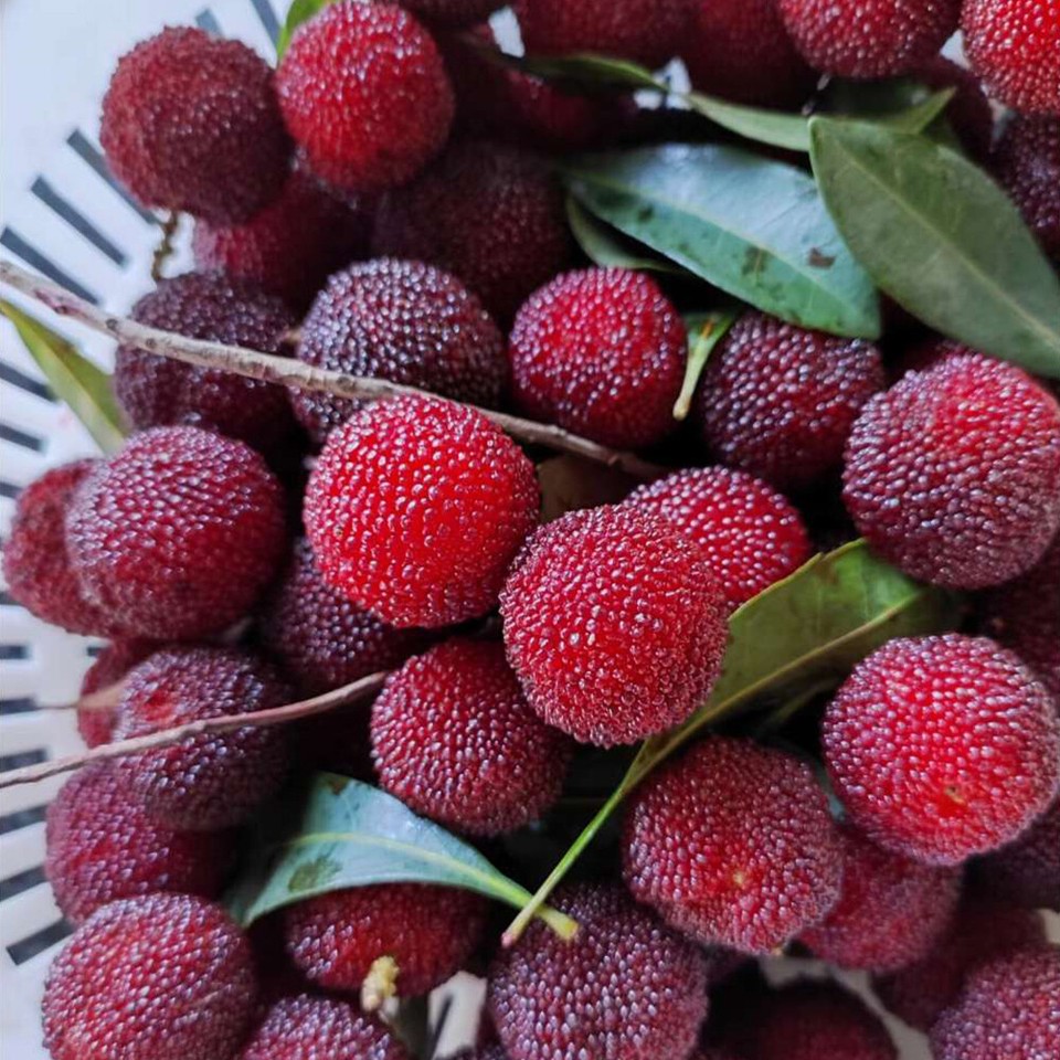 20-60 Red Bayberry Myrica Rubra Chinese Strawberry Organic Fruit | eBay