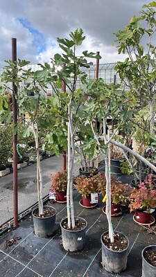 Feigenbaum / ca. 180 cm / Obstbaum winterhart / Ficus Carica / Feige ...