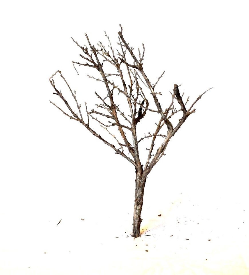 Miniature Trees ~ 20 2" Wargaming, MODEL RAILROAD TREE ARMATURES DEAD ...