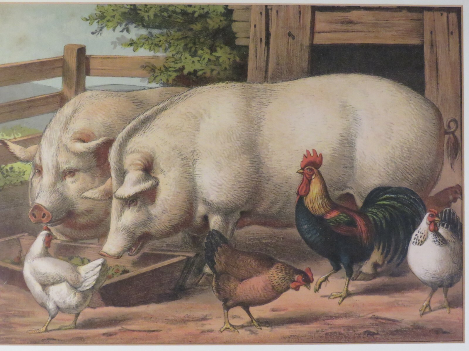 Antique Print "Pig" G Routledge 1880 Natural History Book Chickens ...