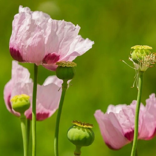 Turkish Izmir Poppy Papaver Somnifer.. Seeds For Planting 20,000 ...