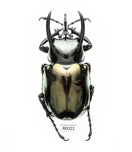 BEETLE, INSECT - H5322. Dynastinae: Chalcosoma chiron ssp.- 85MM ...