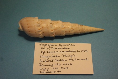 Rare, HTF, Old Sea Shells Terebra crenulata 100mm | eBay