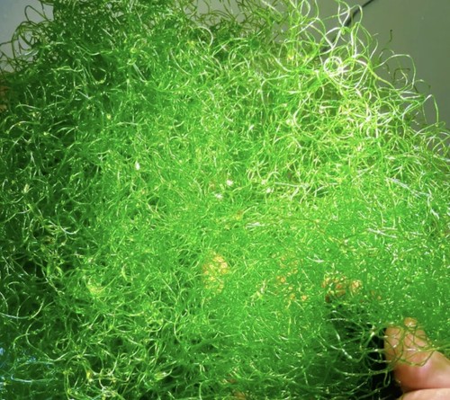 Live MacroAlgae (CHAETOMORPHA) - Clean Chaeto With Pods -Gabes Coral ...