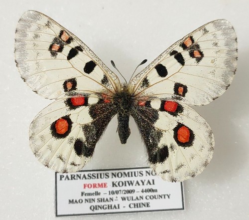 Parnassius nomion Koiwayai femelle - Wulan Chine 2009 - | eBay