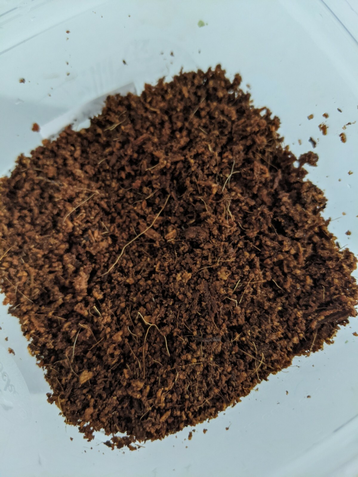 Grindal worms (Enchytraeus buchholzi) as a food for fish >> killi.co.uk