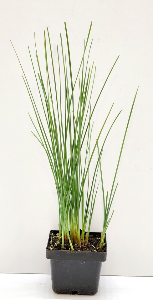 Graceful Cattail Winter Hardy Aquatic Marginal Pond/Bog Plant - Buy 2 ...
