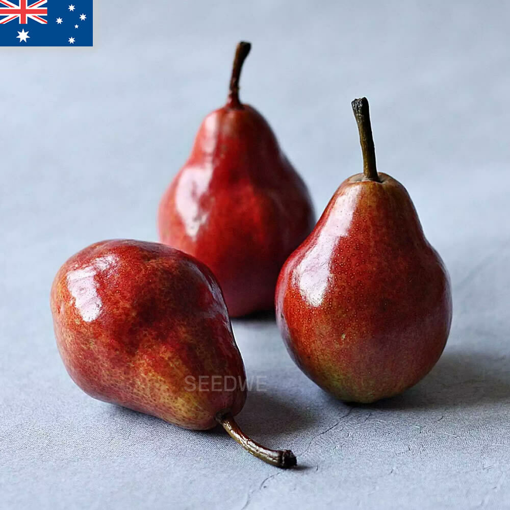 15 Rare Red Anjou Pear Seeds Heirloom Exotic Unusual Fruit Tree Plant ...