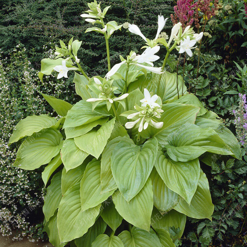 100 Green Hosta Plant Seeds Hosta plantaginea Garden Flowers seeds | eBay