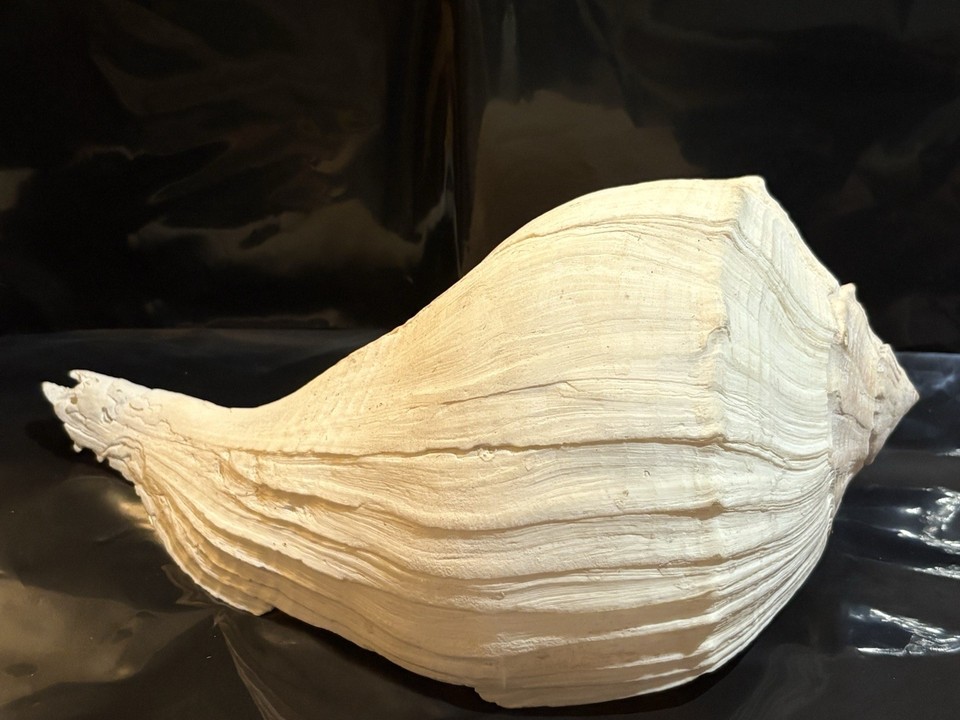 White Lightening Whelk Conch Large 11.75”Shell Ocean Swirl Point Horn ...