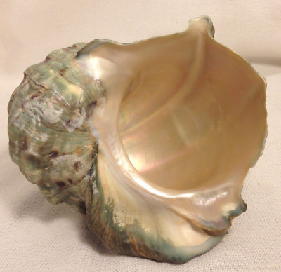 Large Green Turbo Marmoratus Pearlized Interior Great Turban Seashell 6 ...