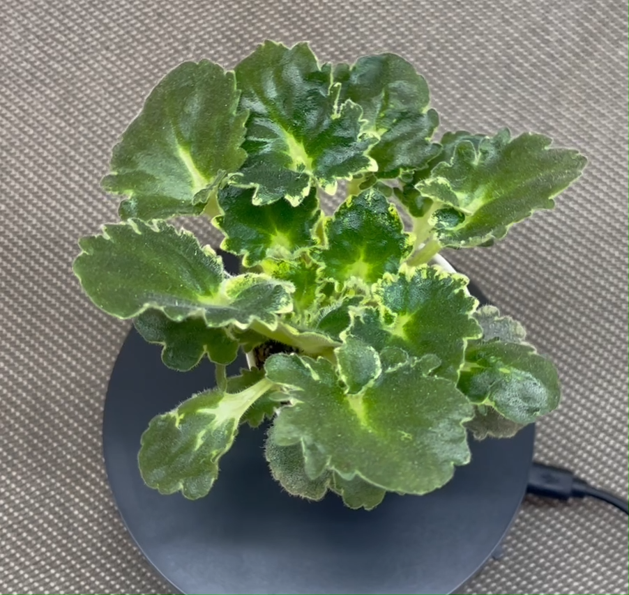 African Violet Plant - Fay‘s Rachel ~ Chimera variegated girl foliage ...