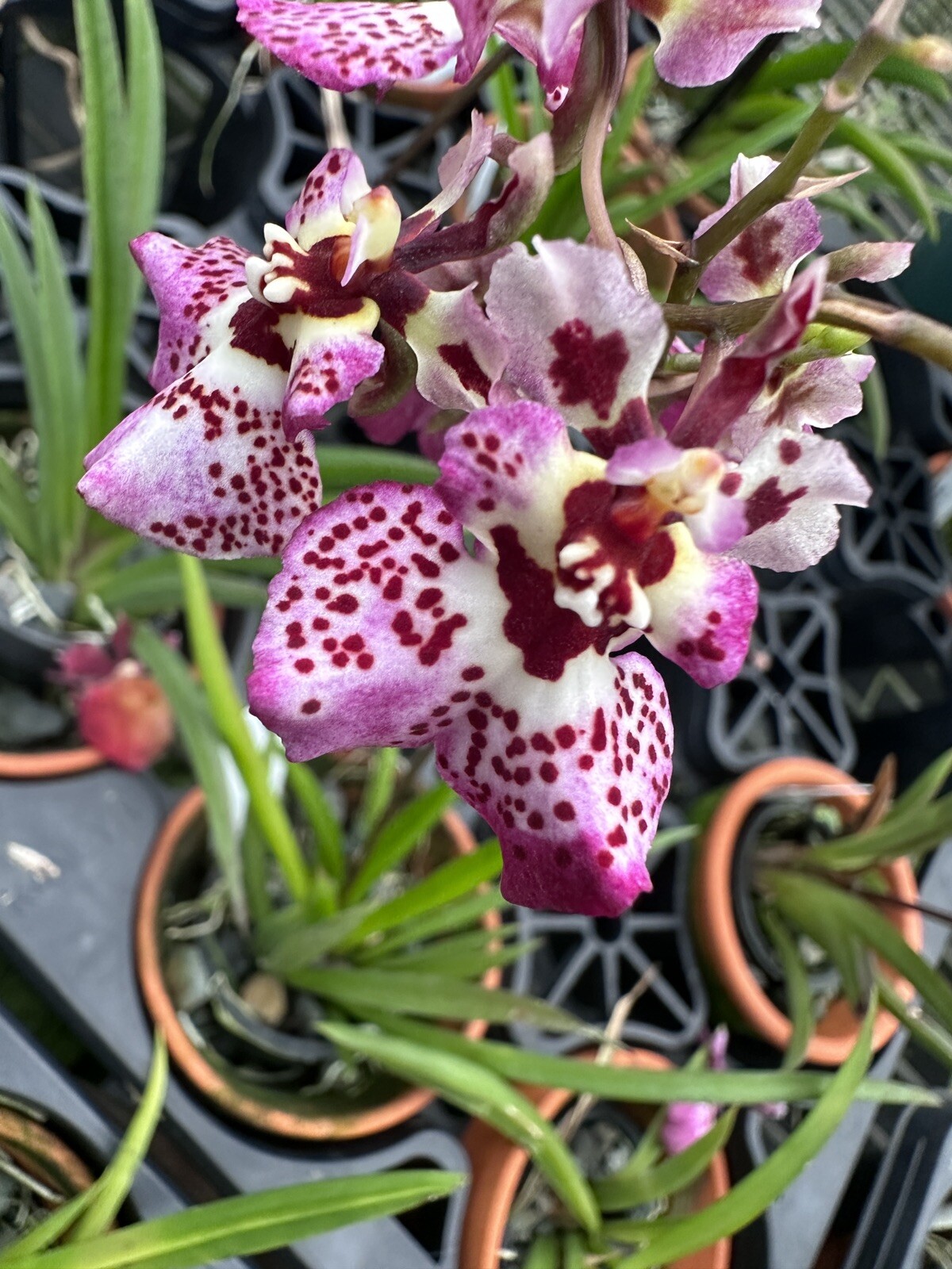 Three Different Tolumnia Equitant Orchid Plant Oncidium 3 Plants NOT IN ...