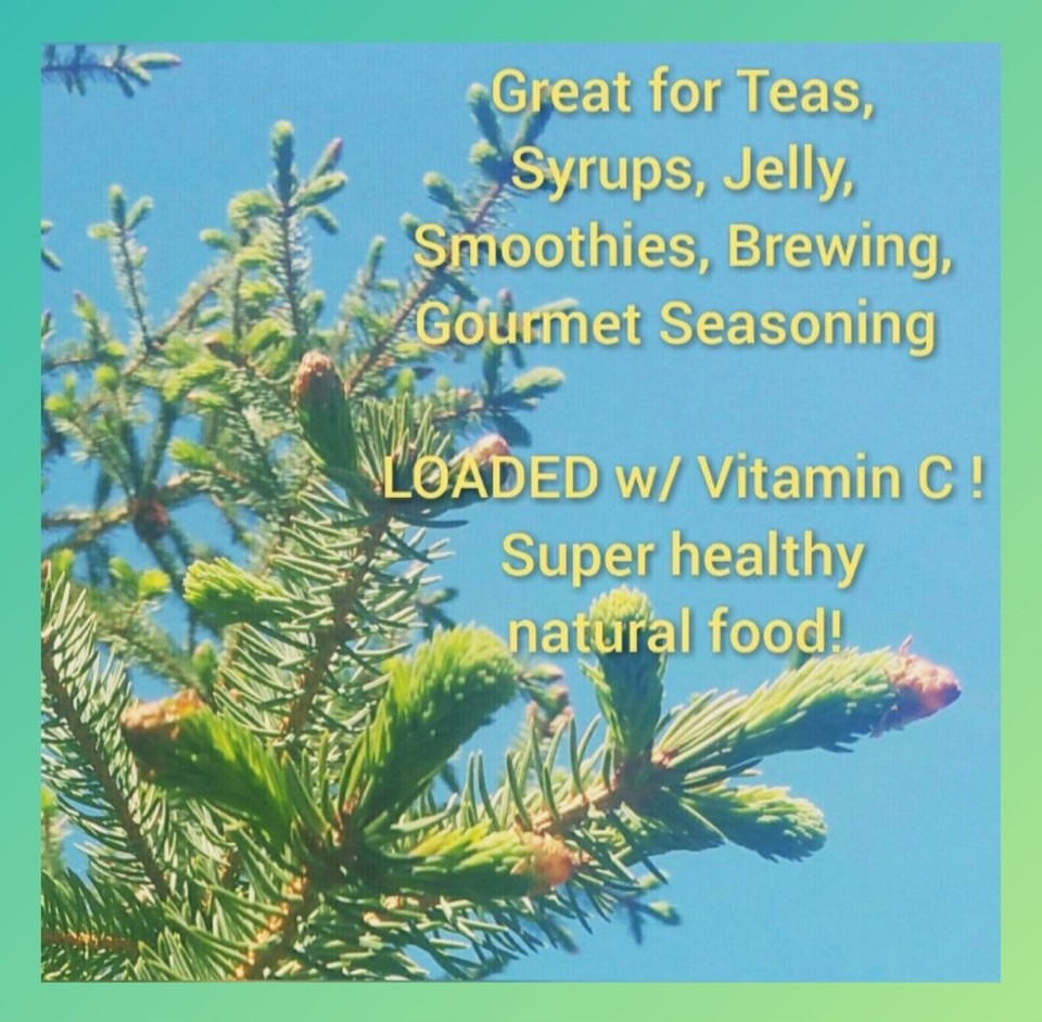Fresh Alaskan Spruce Tips Buds For Brewing, Tea, Jelly, Syrup, Vinegar ...