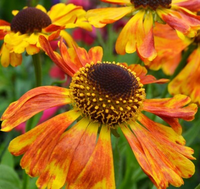 50 SEEDS HELENIUM CARNIVAL KARNIVAL MARDI GRAS SUMMER GARDEN PLANT ...