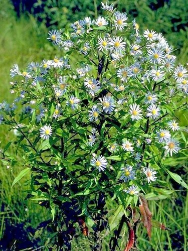 101+SKY BLUE ASTER Seeds Perennial Native Wildflower Summer Fall Flower ...