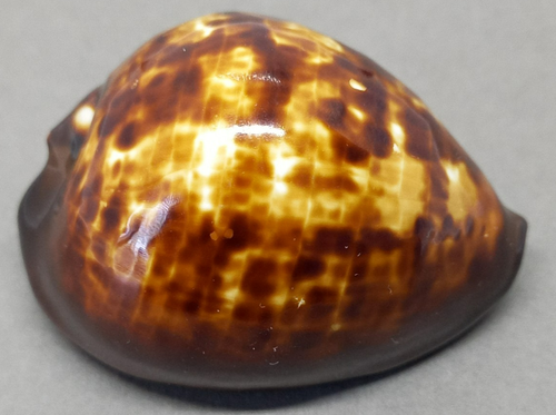 SEA SHELL CYPRAEA ZOILA DECIPIENS DECIPIENS, 54.3 mm NICE, DARK ...