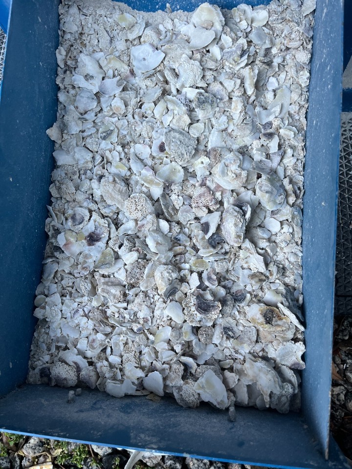 Crushed Oyster Shell for Tabby Concrete – Bulk by the Pound | eBay